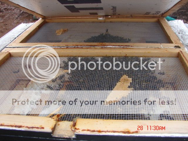 How I plan on overwintering 40 mating nucs on mini frames | Page 5 | Beesource Beekeeping Forums